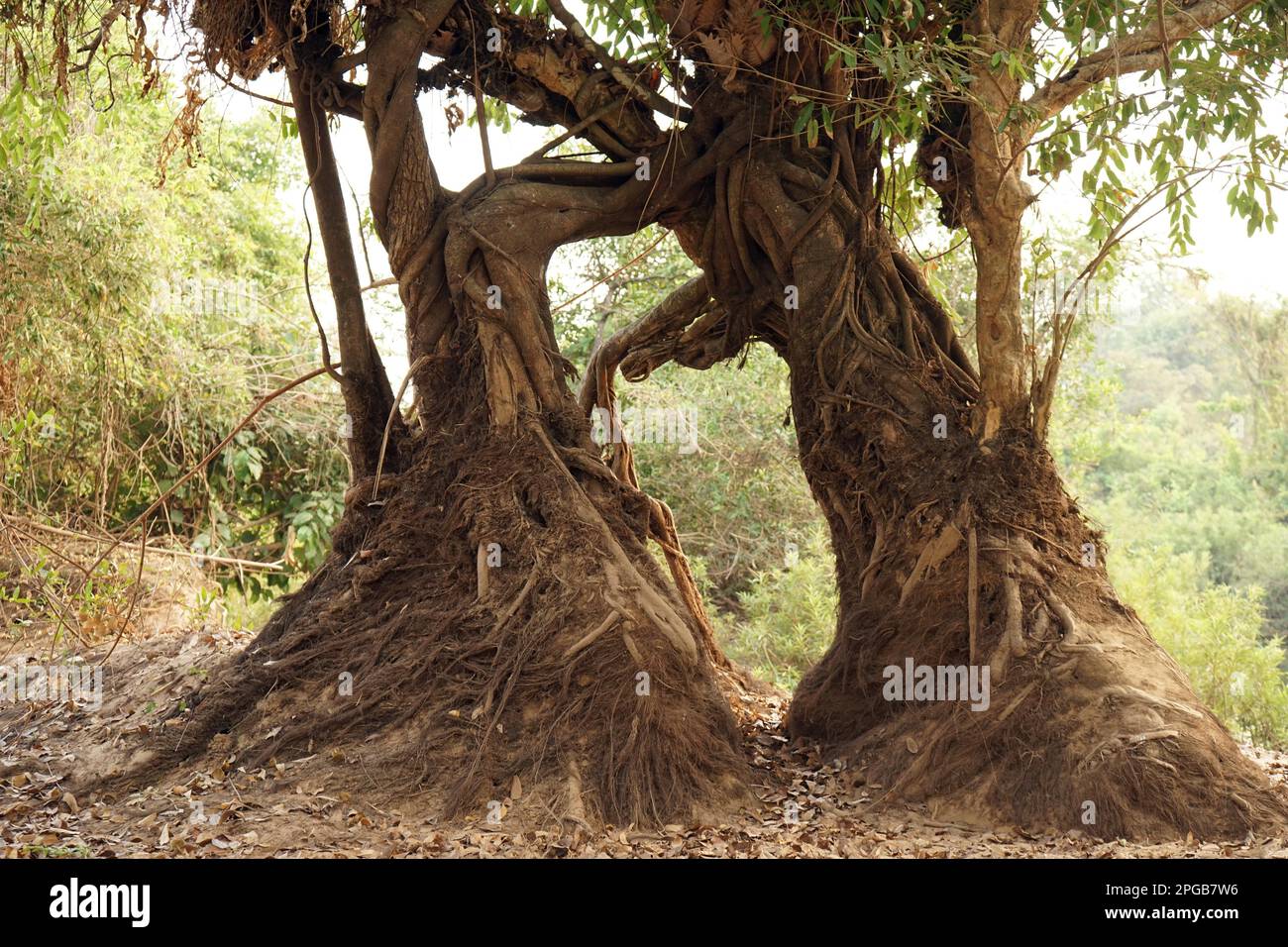 Banyan fig, banyan tree (Ficus benghalensis), Banyan tree, Don Khon ...