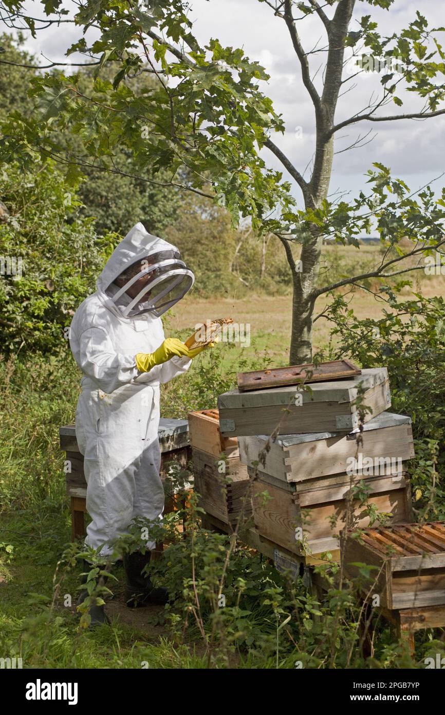 Bee keeping, beekeeper inspecting Western Honey Bee (Apis mellifera ...