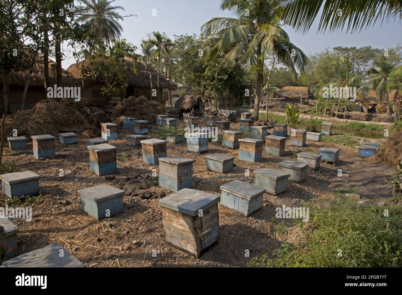 Beekeeping, Asian asian honey bee (Apis cerana) hives, Sundarbans ...