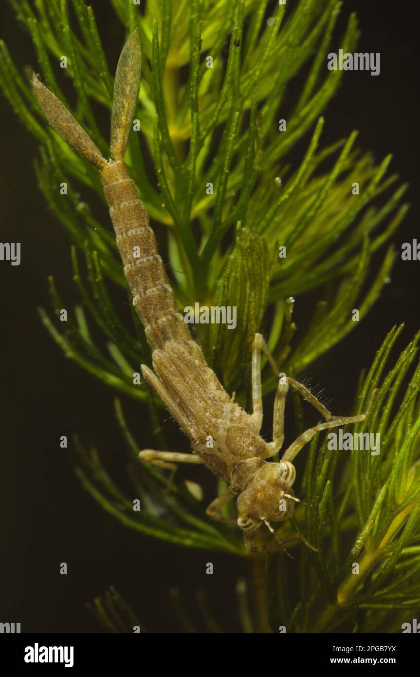 Blue-tailed damselfly (Ischnura elegans), nymph clinging to pondweed ...