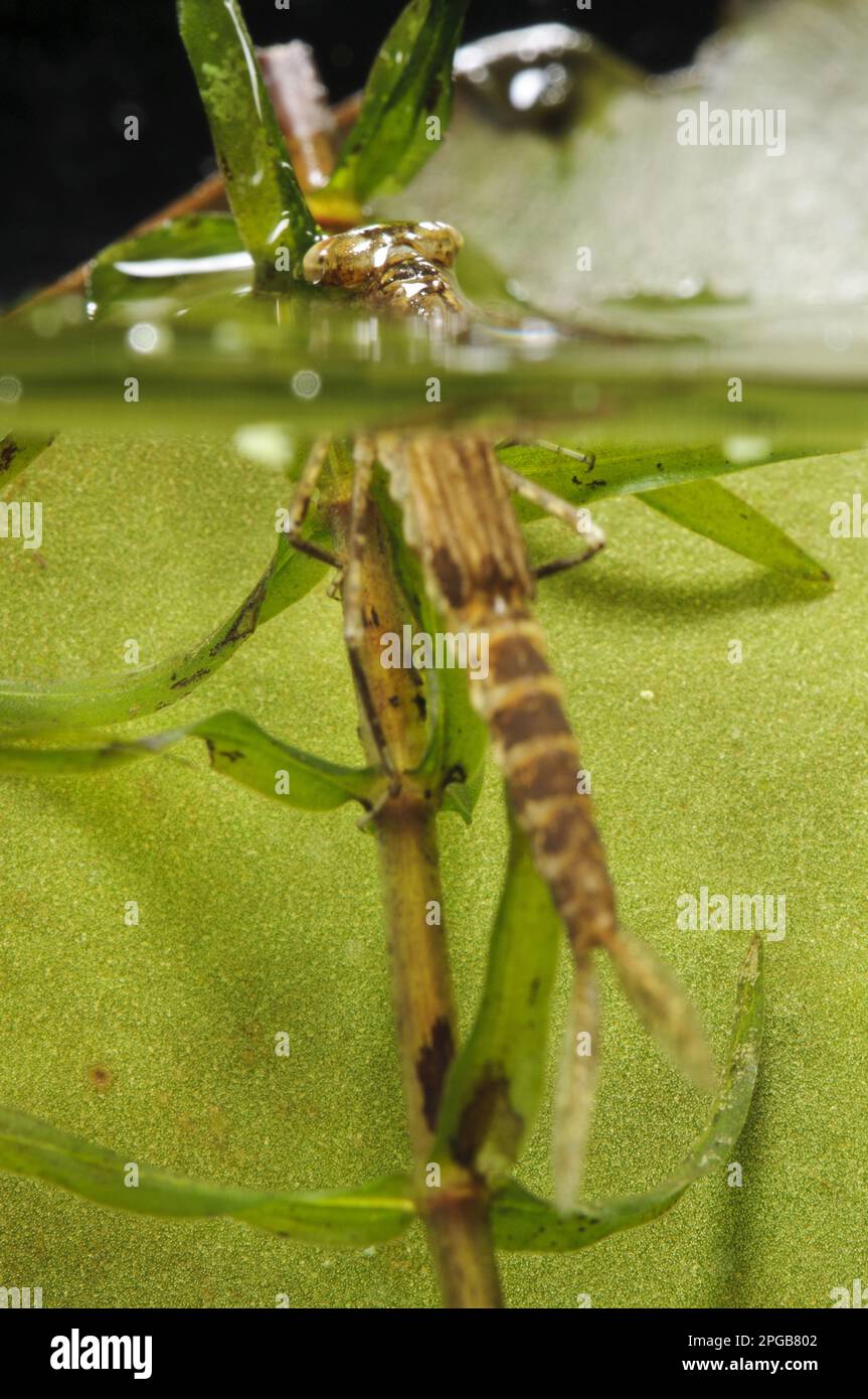 Emerging from pool hi-res stock photography and images - Alamy