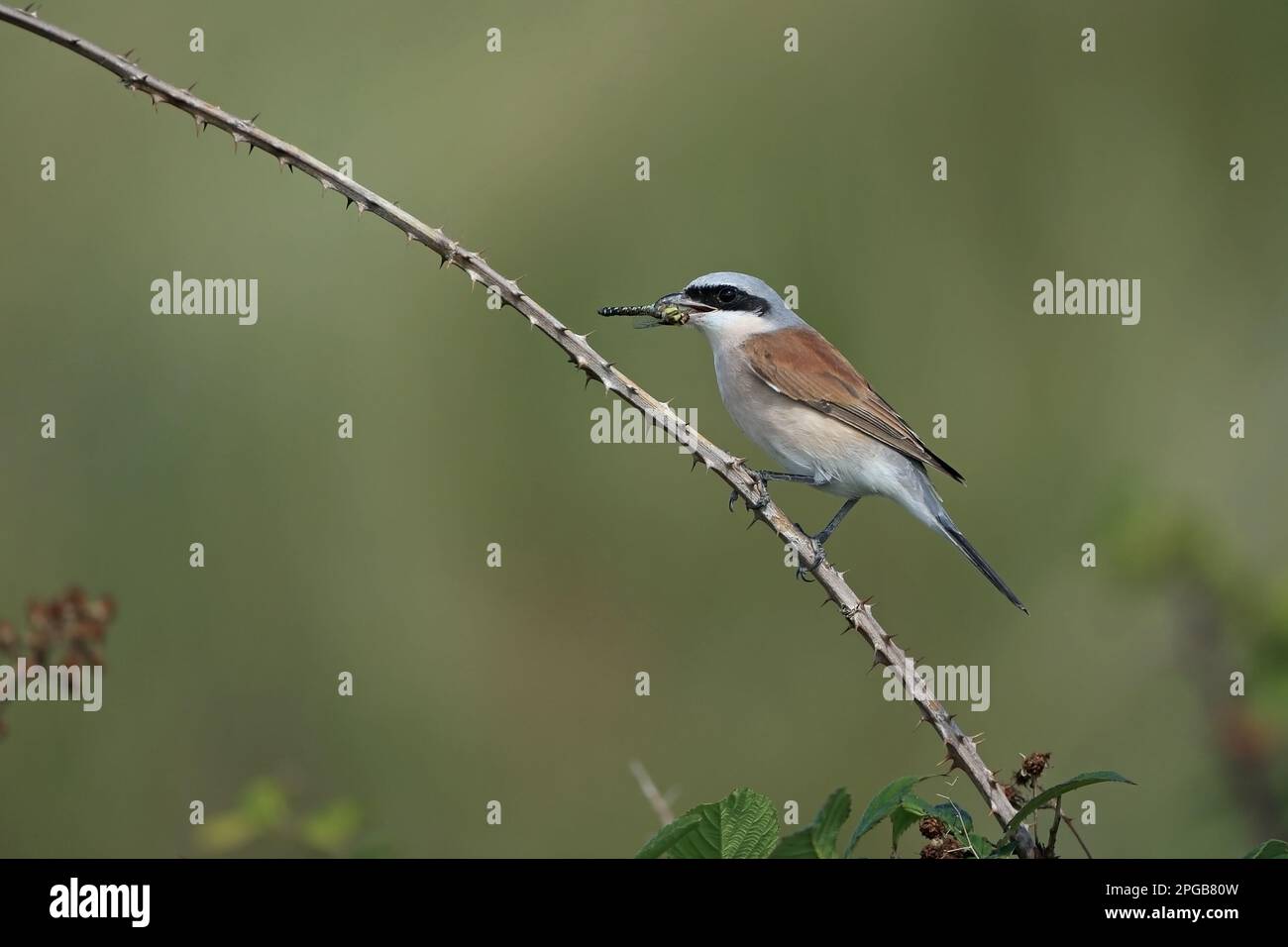 Red-backed Shrike, songbirds, animals, birds, Red-backed Shrike adult ...