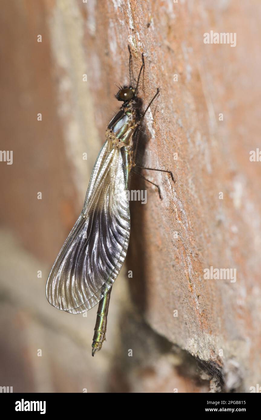 Agrion splendens, Banded damselfly, banded demoiselles (Calopteryx ...