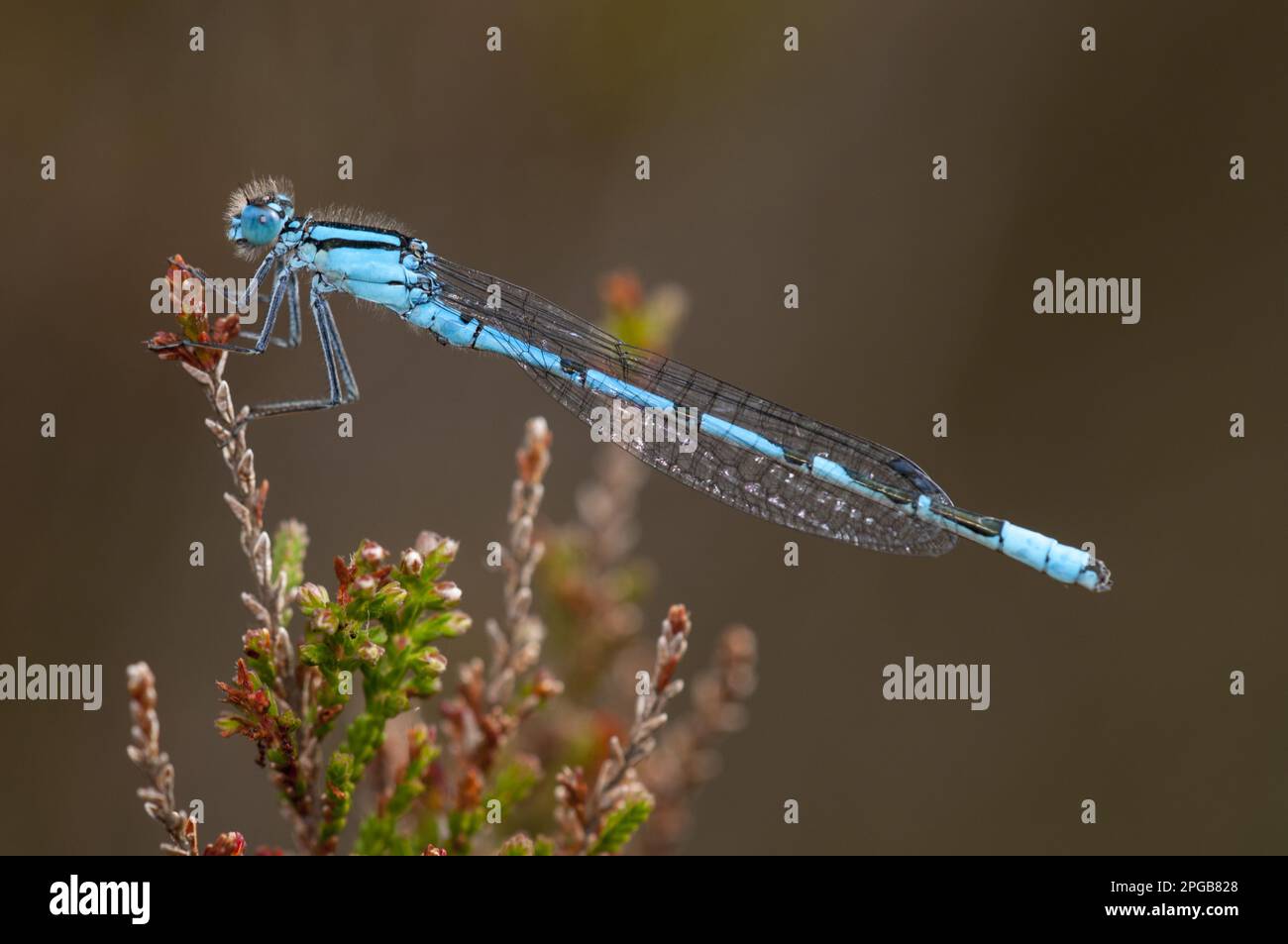 Common blue damselflies (Enallagma cyathigerum), Goblet damselfly ...