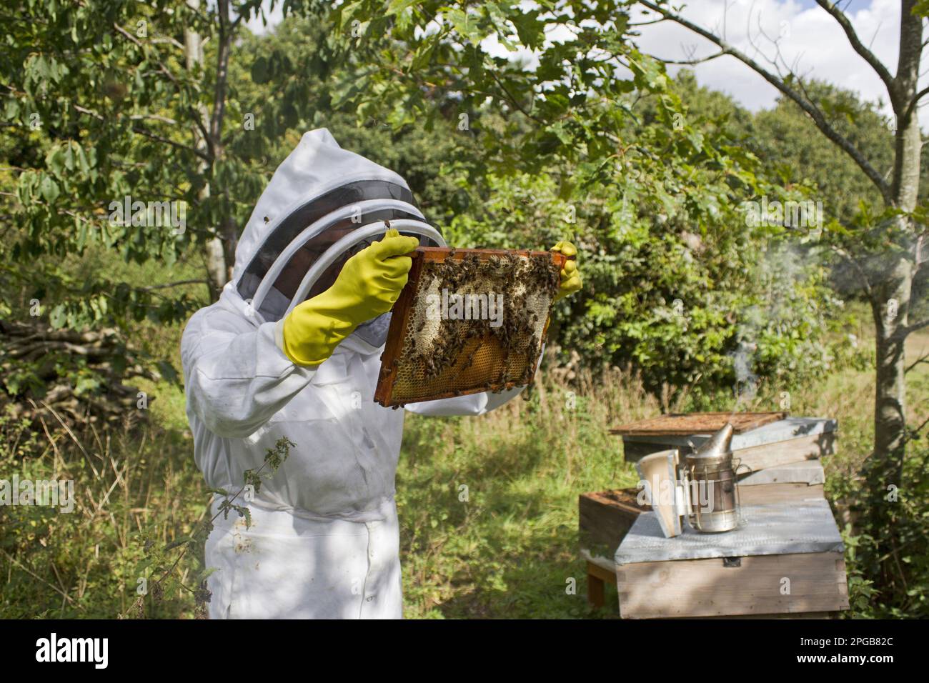 Bee keeping, beekeeper inspecting Western Honey Bee (Apis mellifera ...