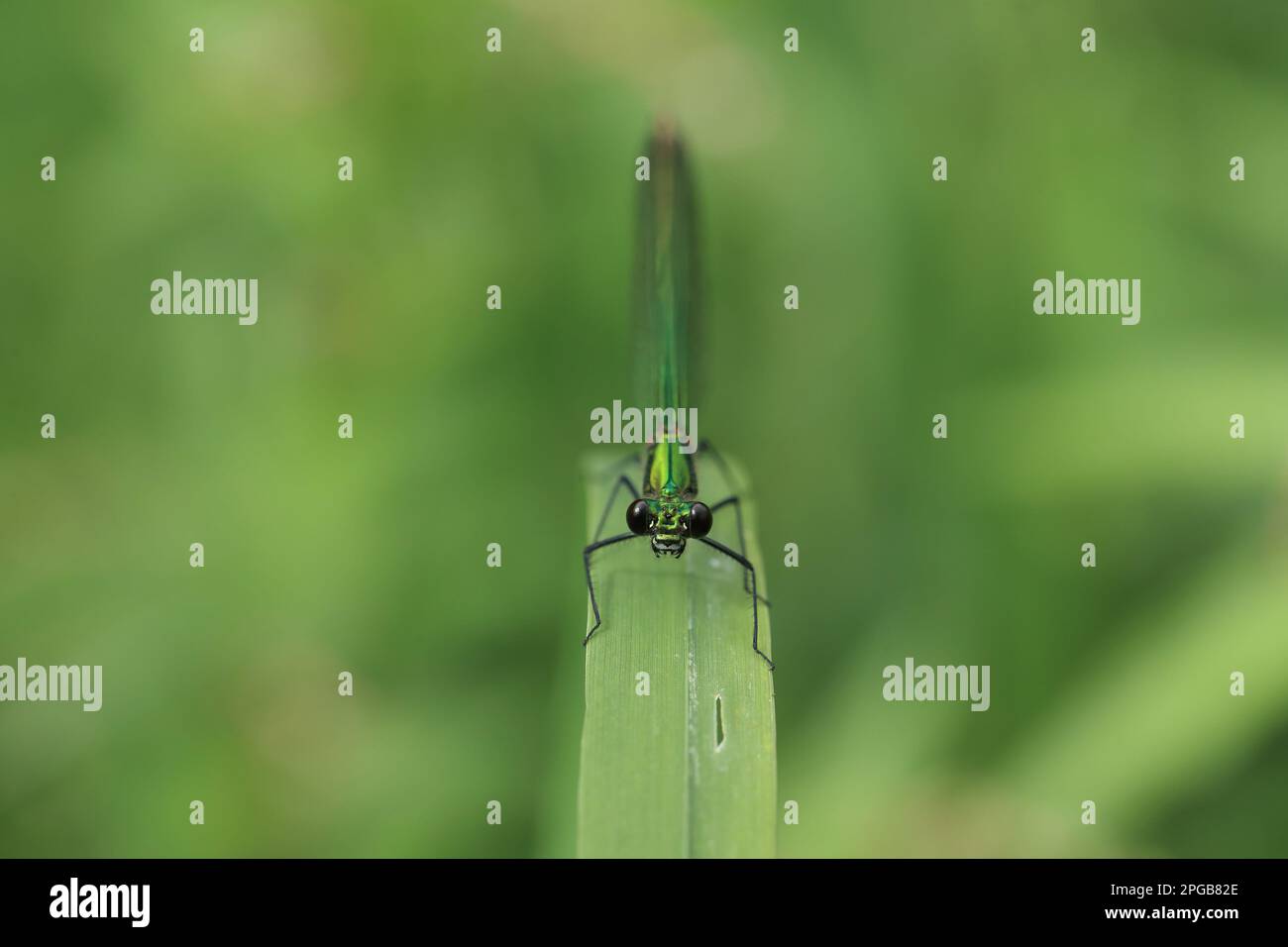Agrion splendens, banded demoiselles (Calopteryx splendens), Other ...