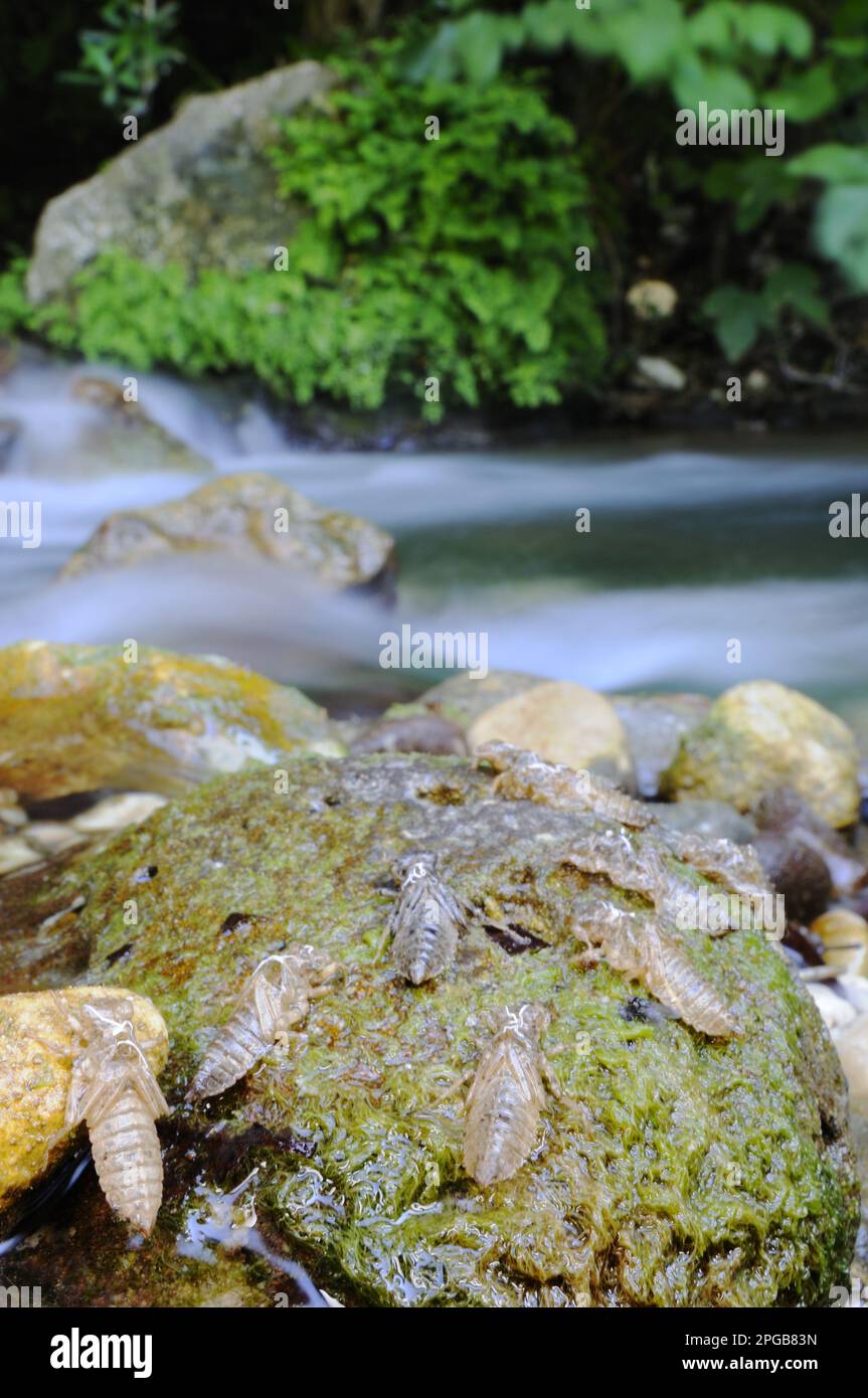 Blue-eyed hook-tailed dragonfly (Onychogomphus uncatus), Large pincer ...