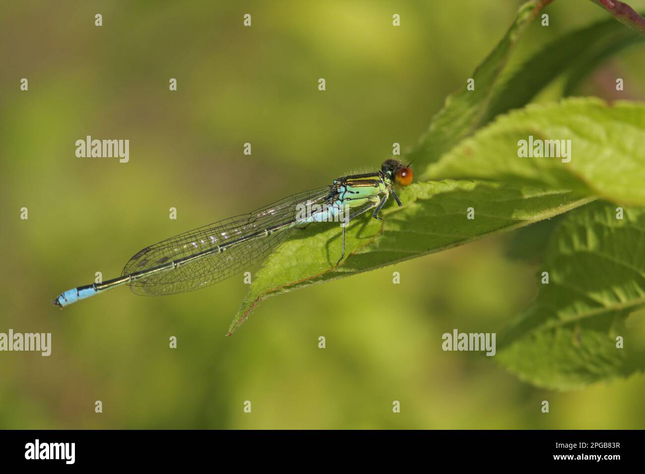 Small Red-eyed Damselfly (Erythromma viridulum) adult male, resting on ...