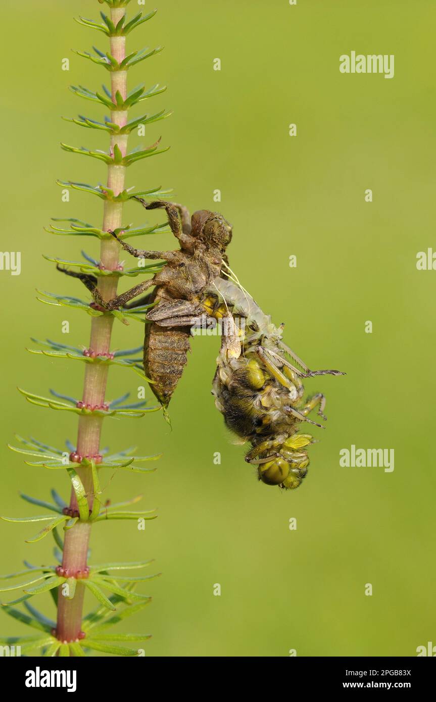 Broad-bodied Chaser adult, emerging from larval skin, Oxfordshire ...