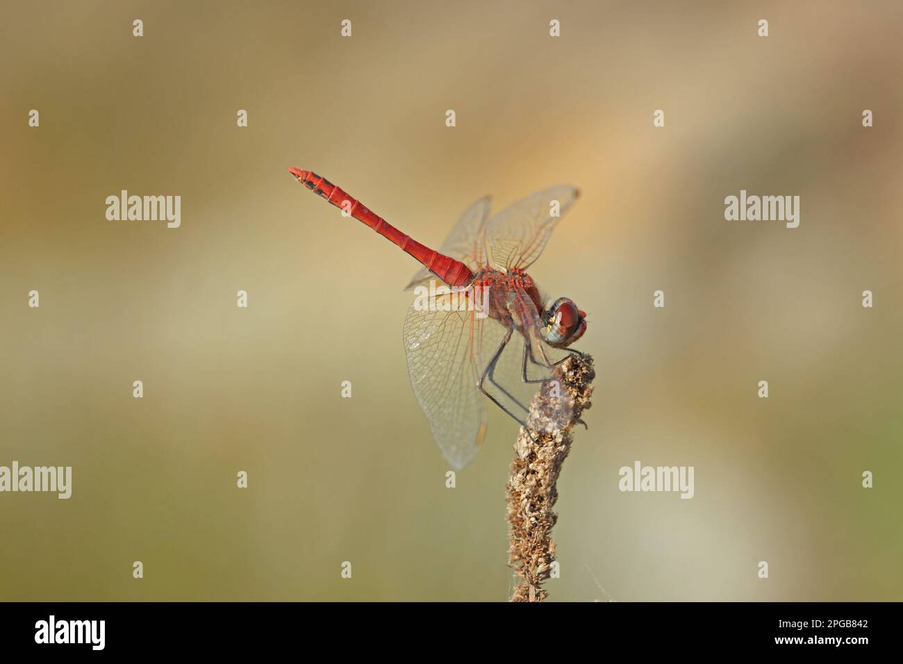 Portuguese insects hi-res stock photography and images - Alamy