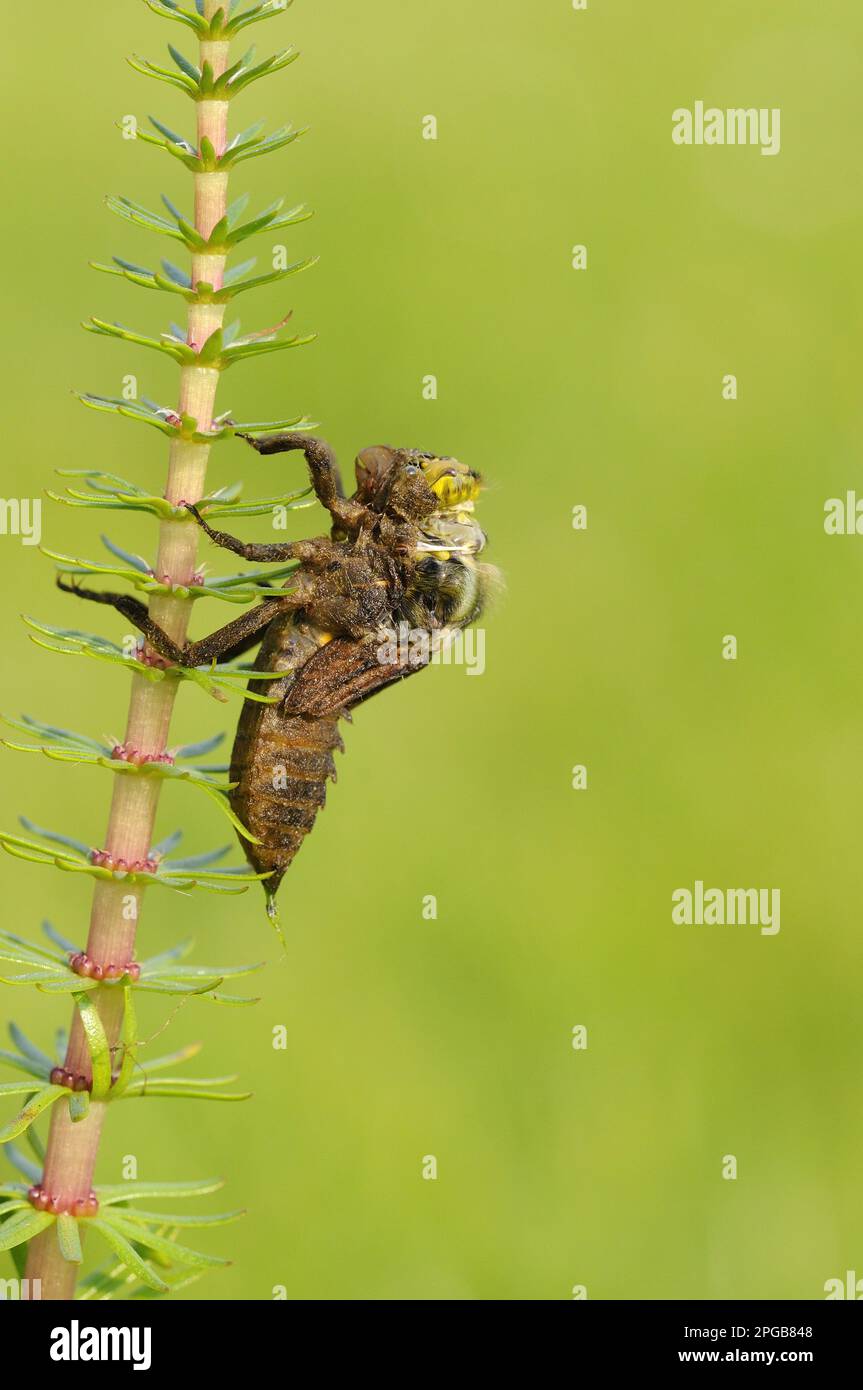 Broad-bodied Chaser adult, emerging from larval skin, Oxfordshire ...