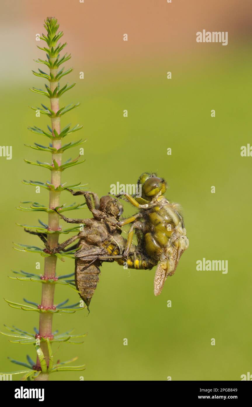 Broad-bodied Chaser adult, emerging from larval skin, expanding wings ...