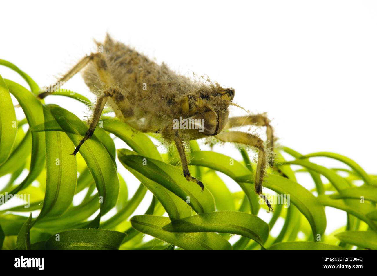 Broad-legged chaser nymph (Libellula depressa) crawling over pondweed ...