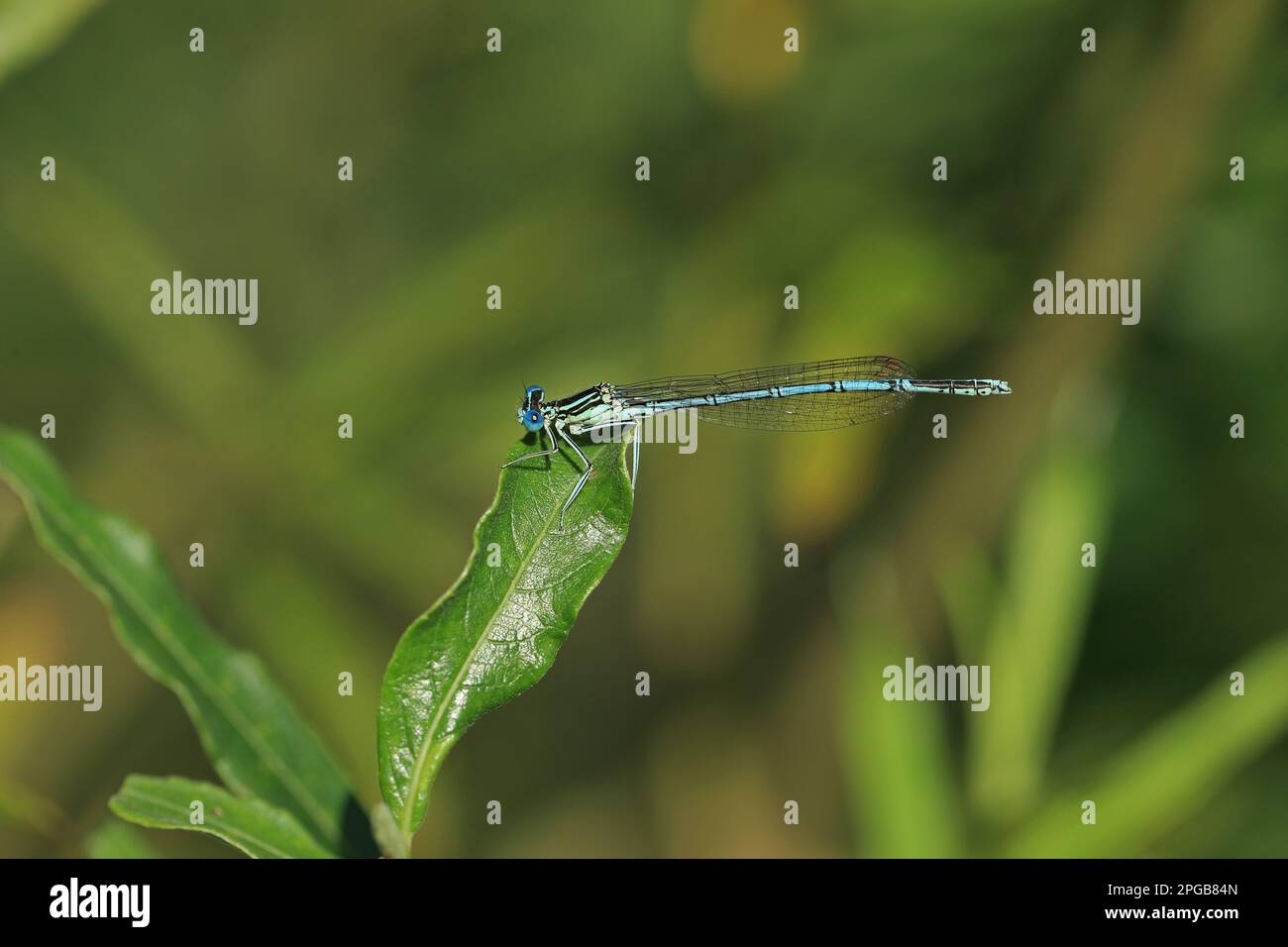 Blue damselfly, white-legged damselfly (Platycnemis pennipes), Blue ...