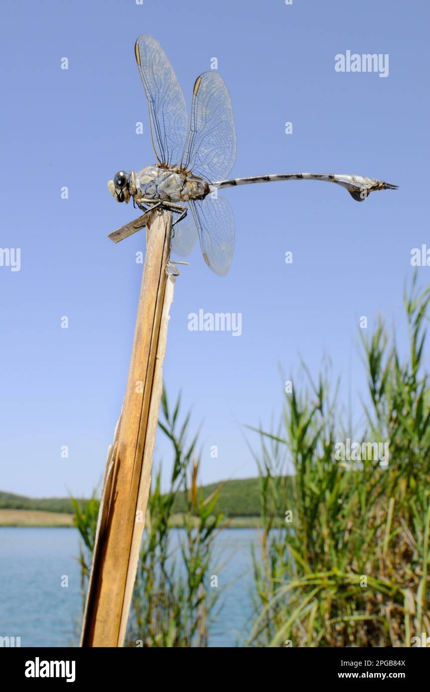 Sea dragon, Sea dragons, Other animals, Insects, Dragonflies, Animals ...