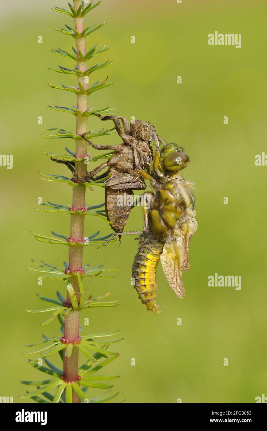 Broad-bodied Chaser adult, emerging from larval skin, expanding wings ...