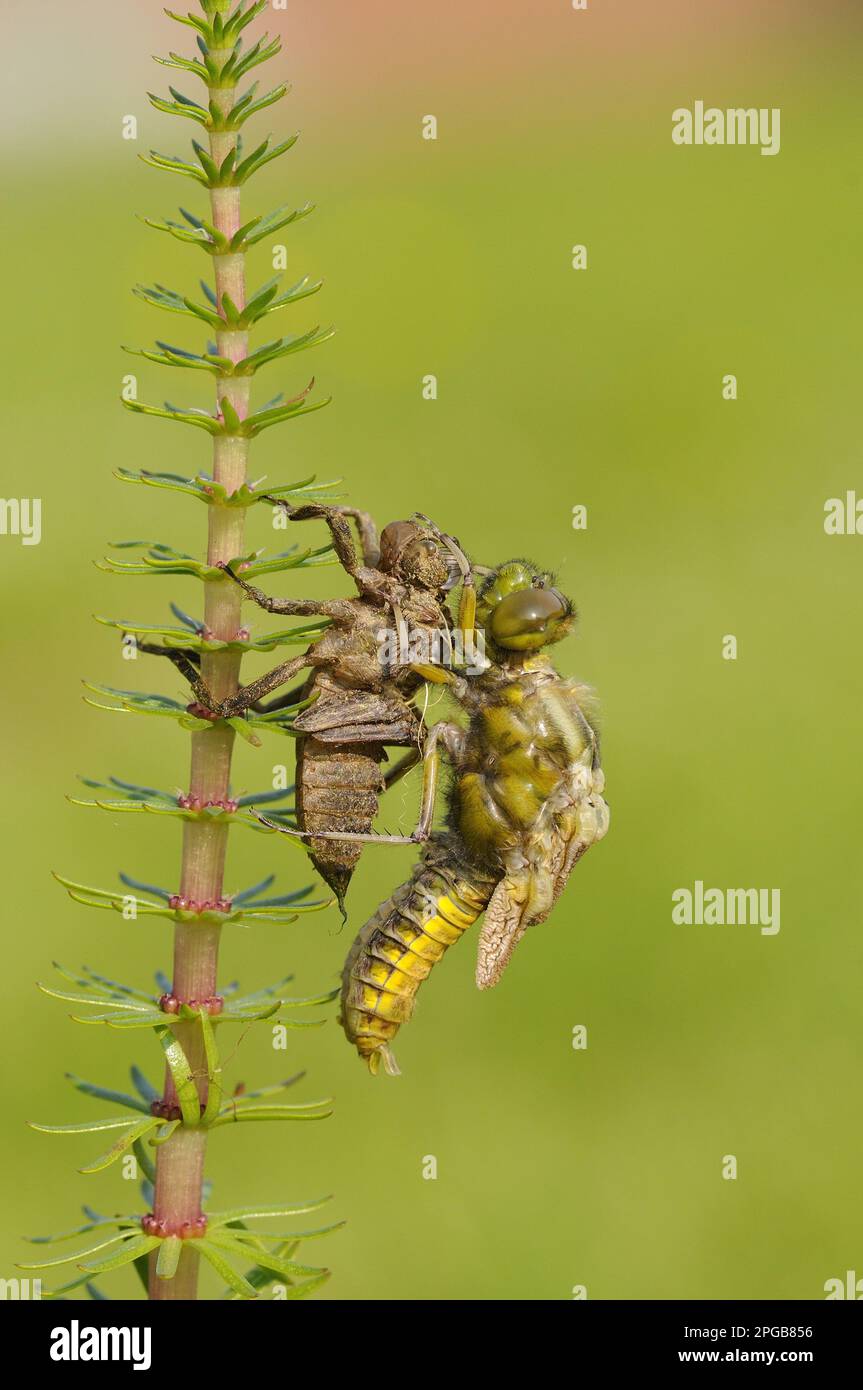 Broad-bodied Chaser adult, emerging from larval skin, expanding wings ...