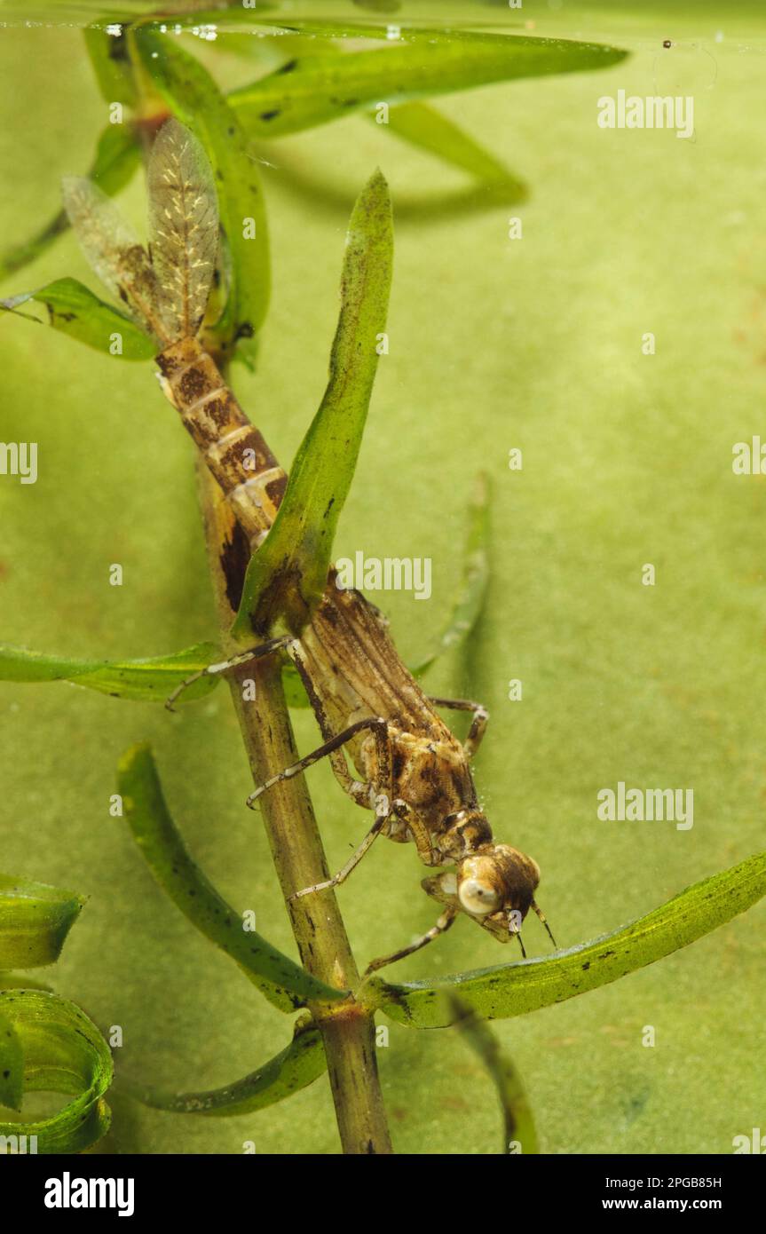 Blue-tailed damselfly (Ischnura elegans), nymph clinging to pondweed ...