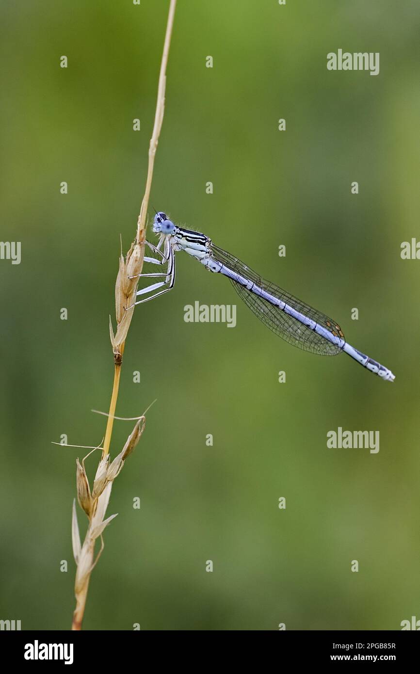 Blue damselfly, white-legged damselfly (Platycnemis pennipes), Blue ...