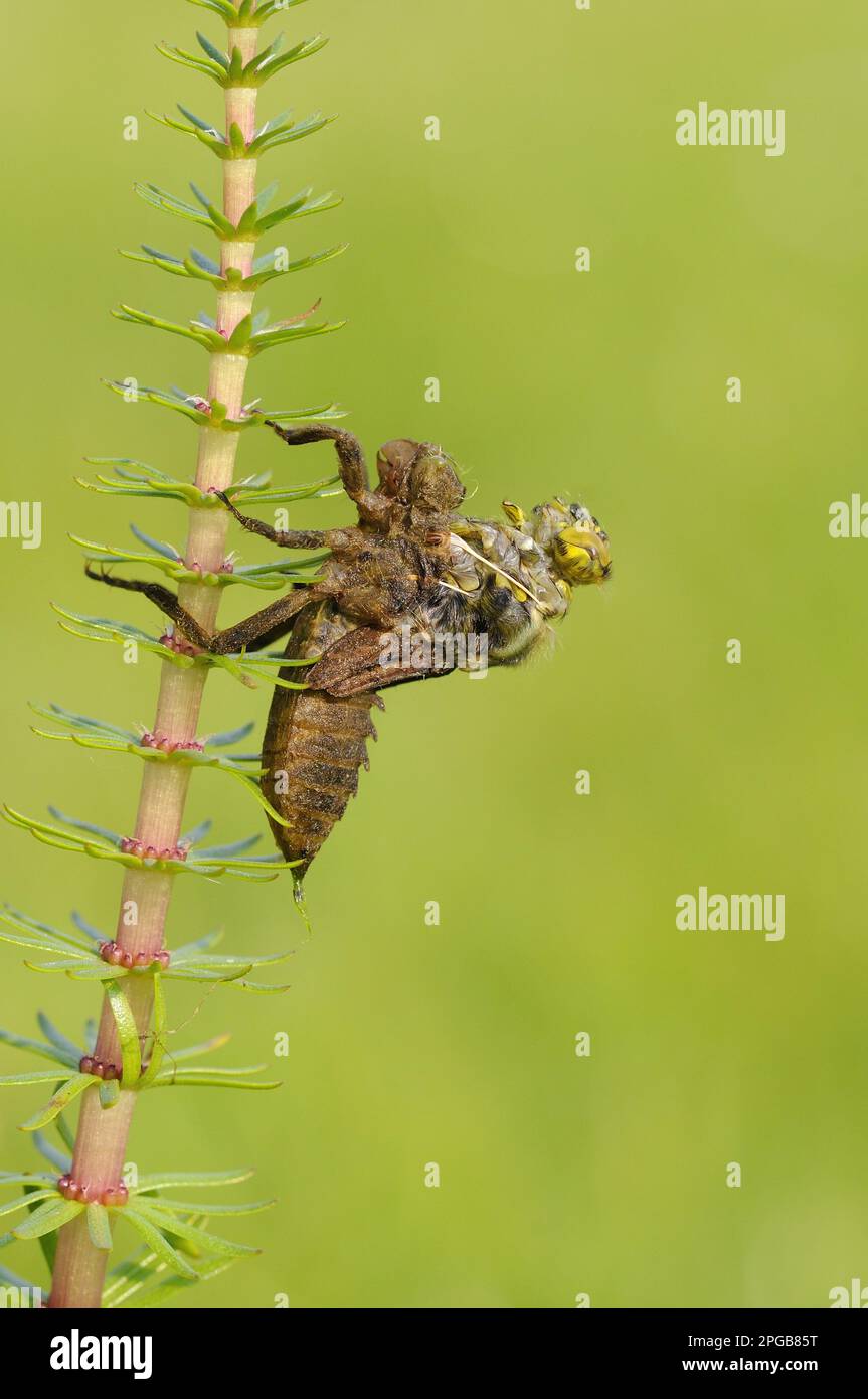 Broad-bodied Chaser adult, emerging from larval skin, Oxfordshire ...