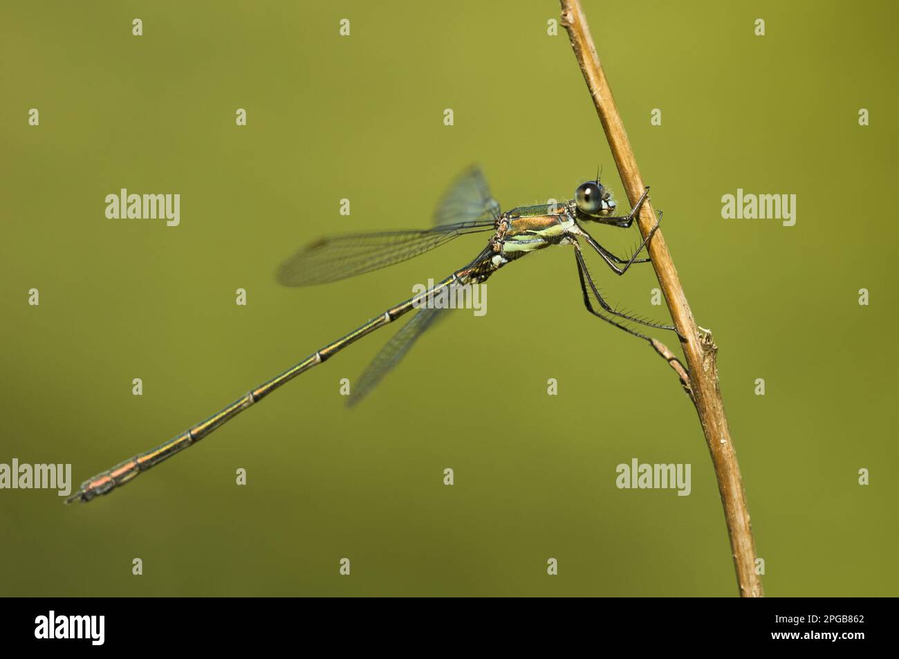 Willow damselfly, willow emerald damselflies (Chalcolestes viridis ...