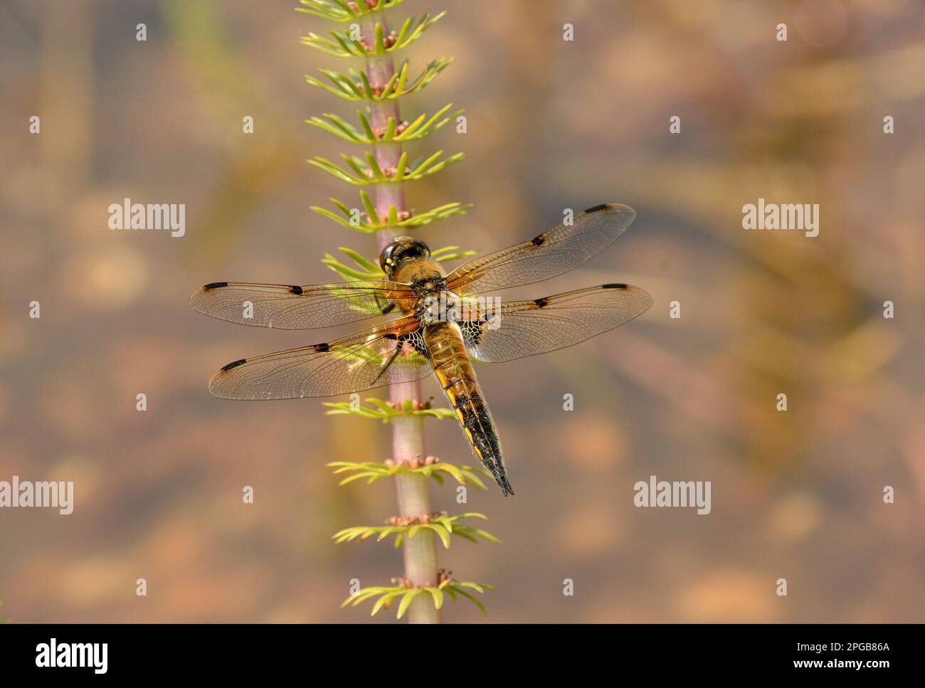 Adult four-spotted chaser (Libellula quadrimaculata) resting on common ...