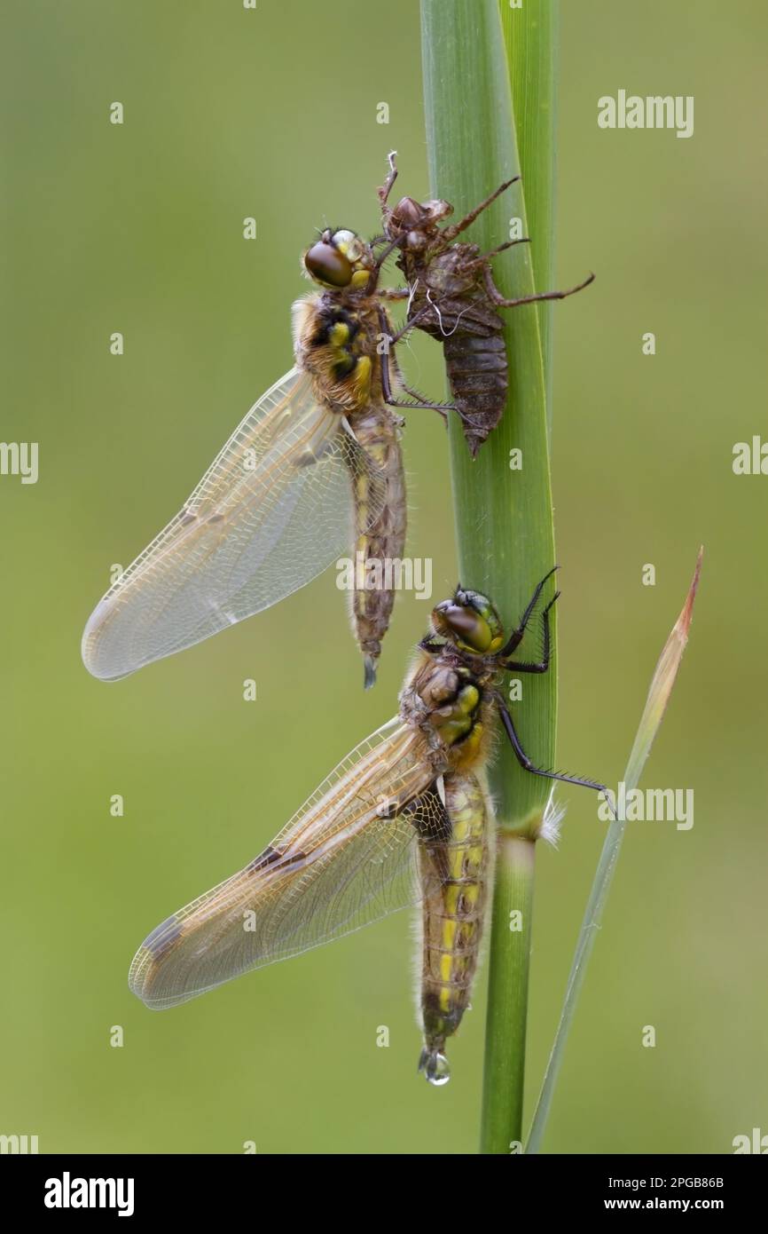 Four-spotted chaser (Libellula quadrimaculata) two adults, newly ...