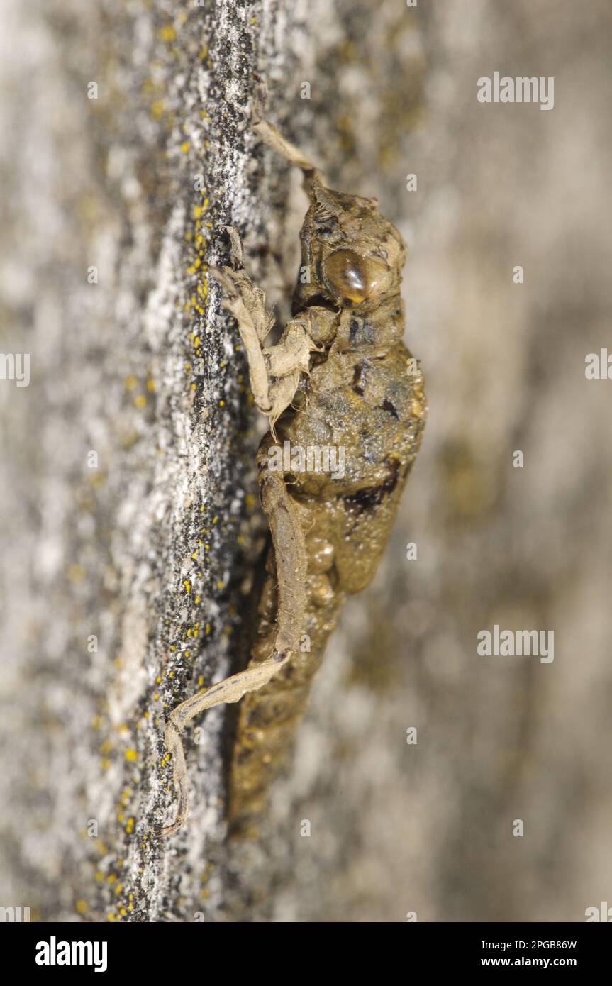 Dragonfly wall hi-res stock photography and images - Alamy