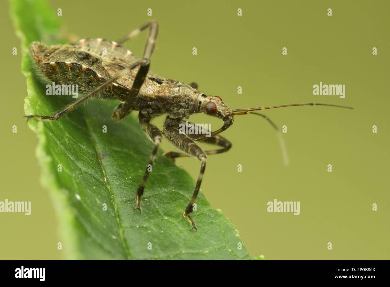 Ant Damsel Bug (Himacerus mirmicoides) adult, resting on leaf ...