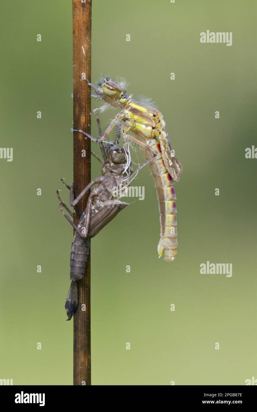 Early damselfly (Pyrrhosoma), Early damselfly, Early damselflies, Other ...