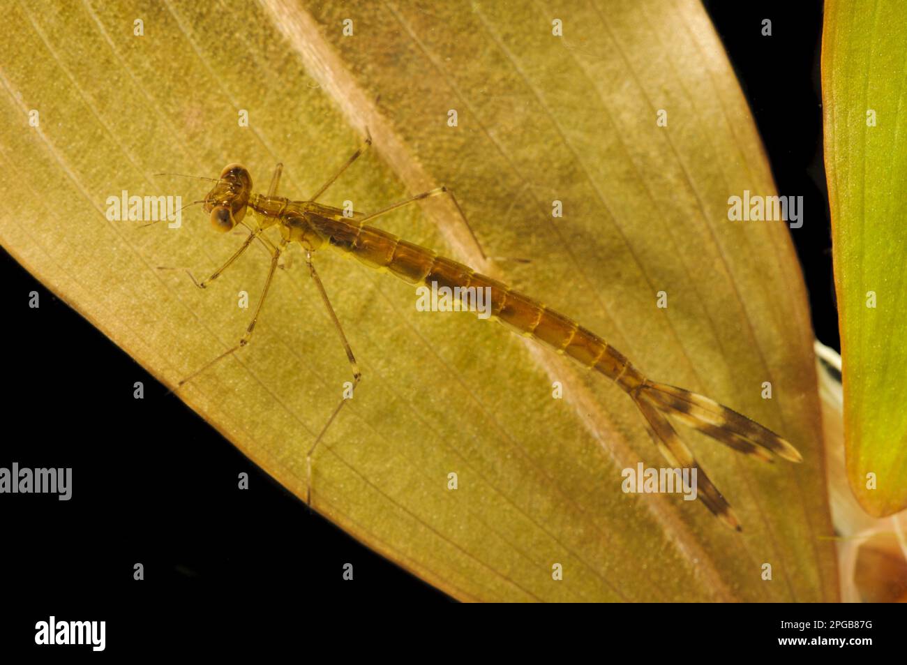 Emerald damselfly (Lestes sponsa) nymph clinging to pondweed underwater ...