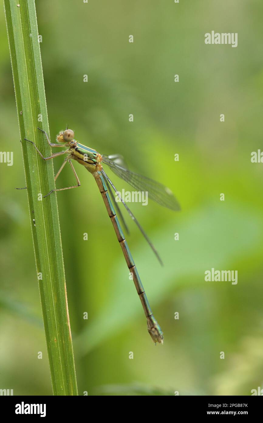 Marshside kent hi-res stock photography and images - Alamy