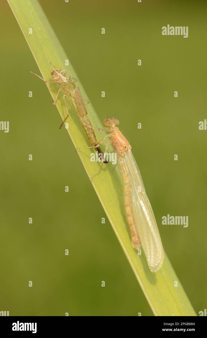 Early damselfly (Pyrrhosoma), Early damselfly, Early damselflies, Other ...