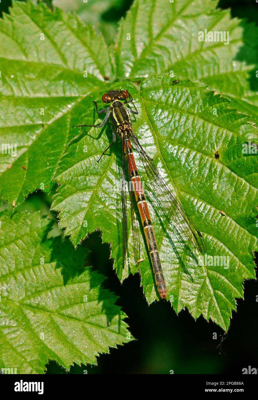 Large Red Damselfly (Pyrrhosoma nymphula) adult female, resting on leaf ...