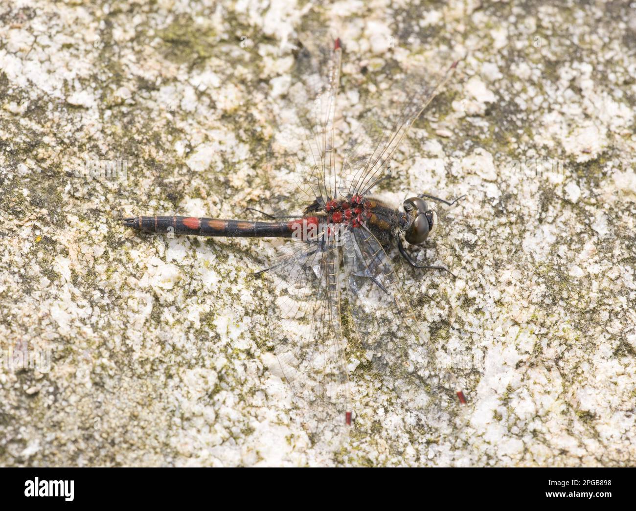 Insect spring eastern europe hi-res stock photography and images - Alamy
