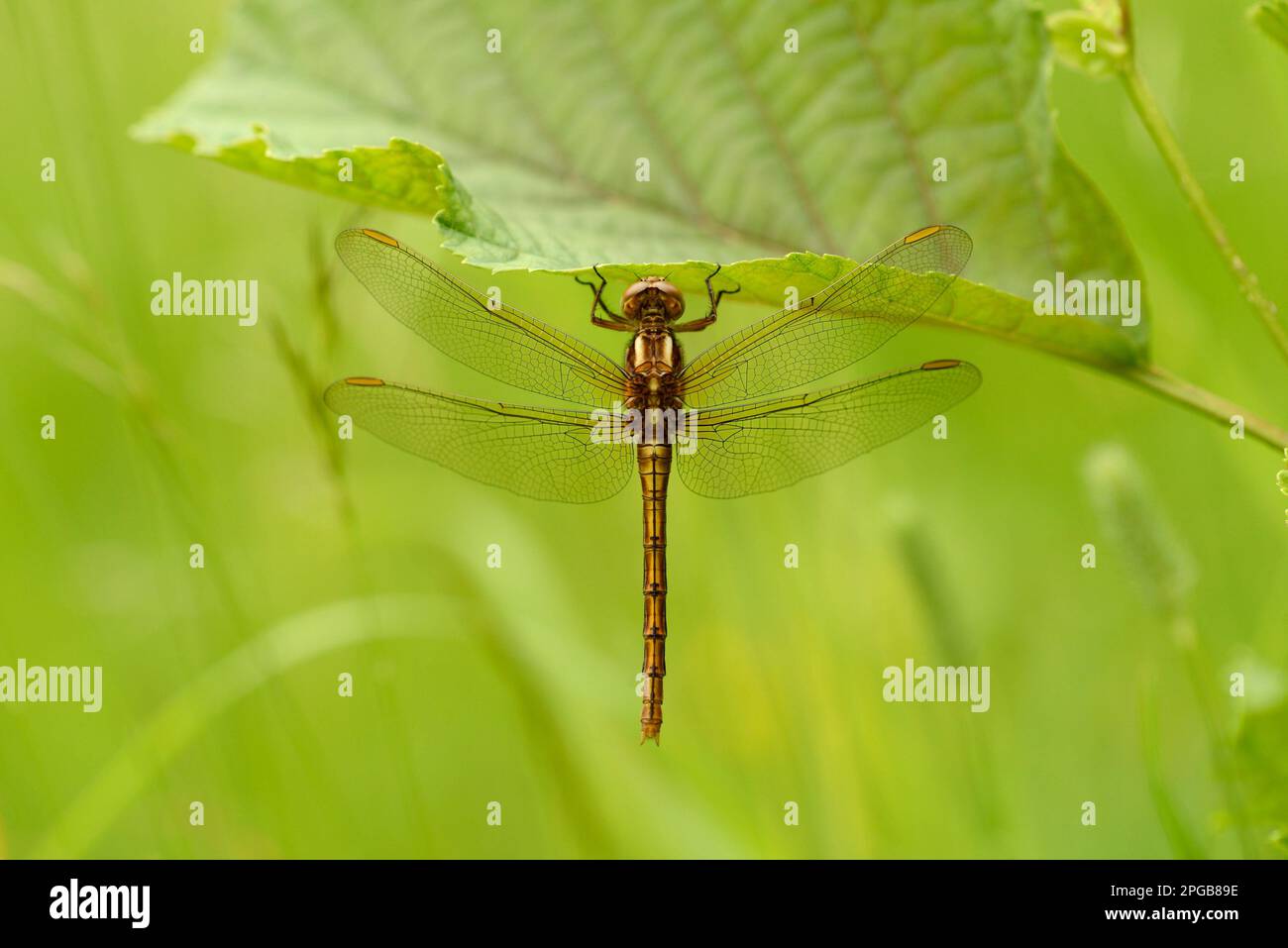 Orthetrum coerculescens, Small blue arrow, Small blue arrows, Other ...