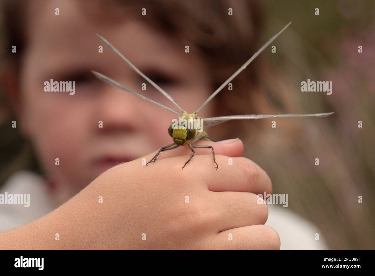 Southern hawkers (Aeshna cyanea), Other animals, Insects, Dragonflies ...