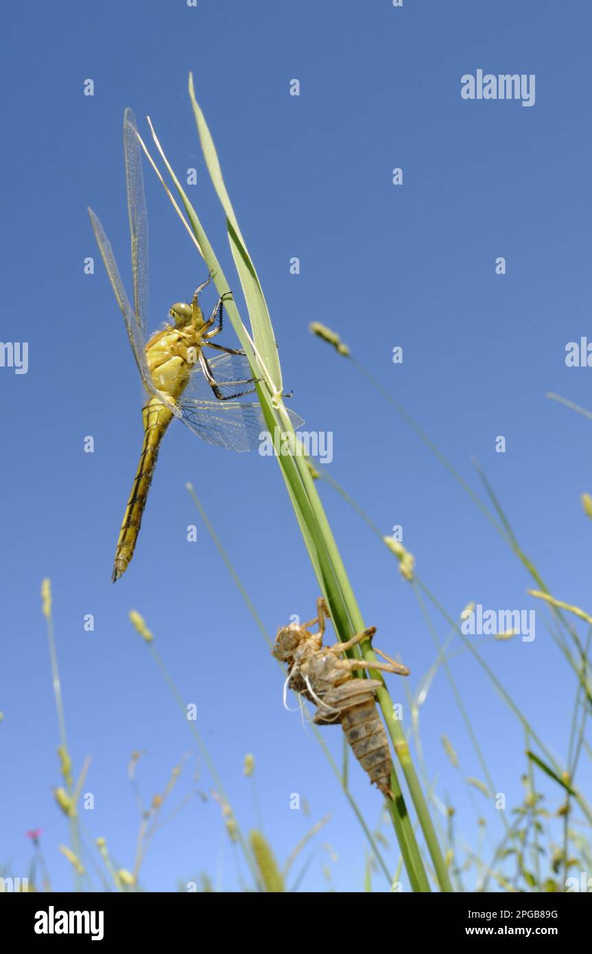Black-tailed skimmer (Orthetrum cancellatum), adult, freshly emerged ...
