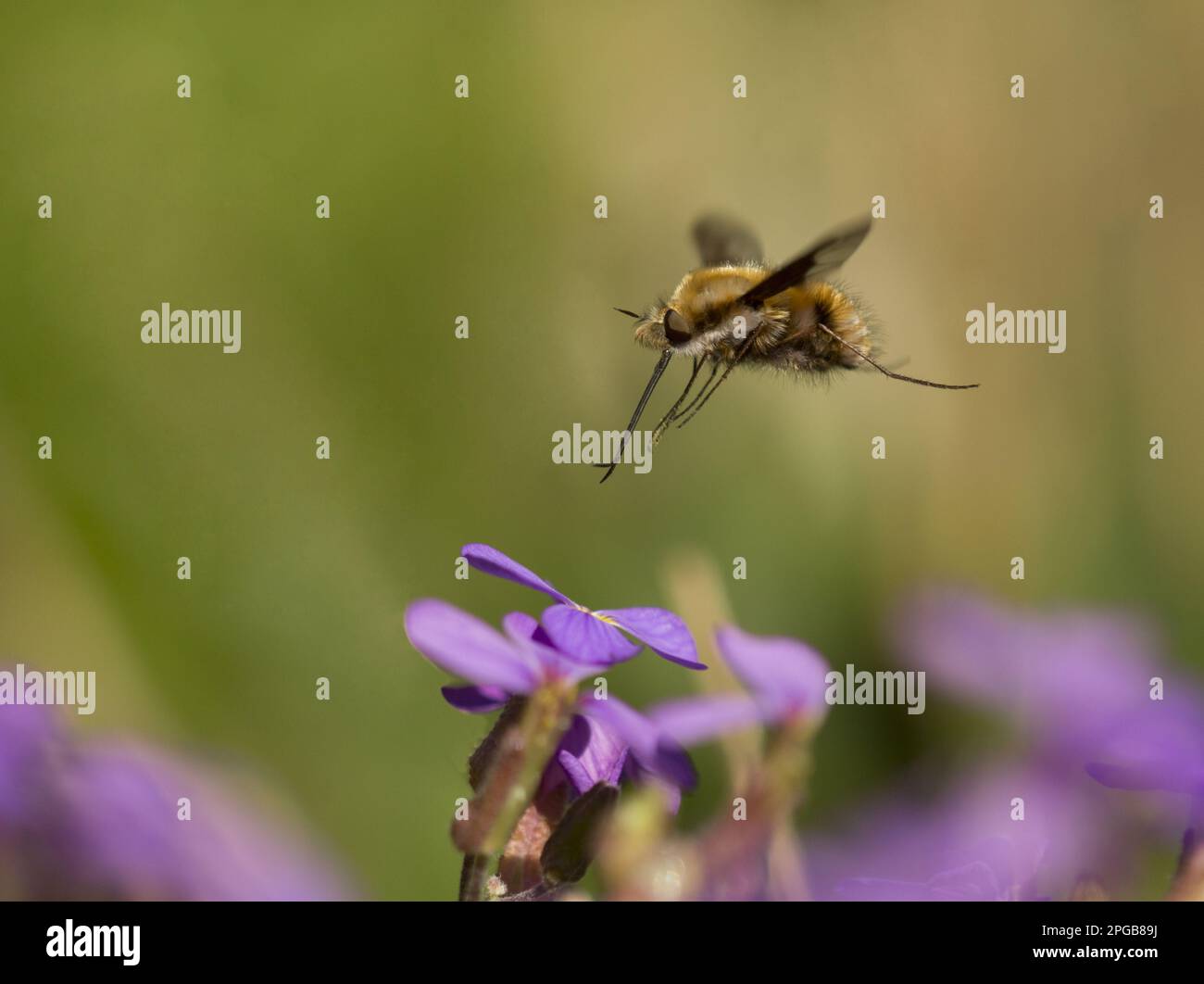 Common Bee-fly (Bombylius major) adult, in flight, feeding on aubretia ...