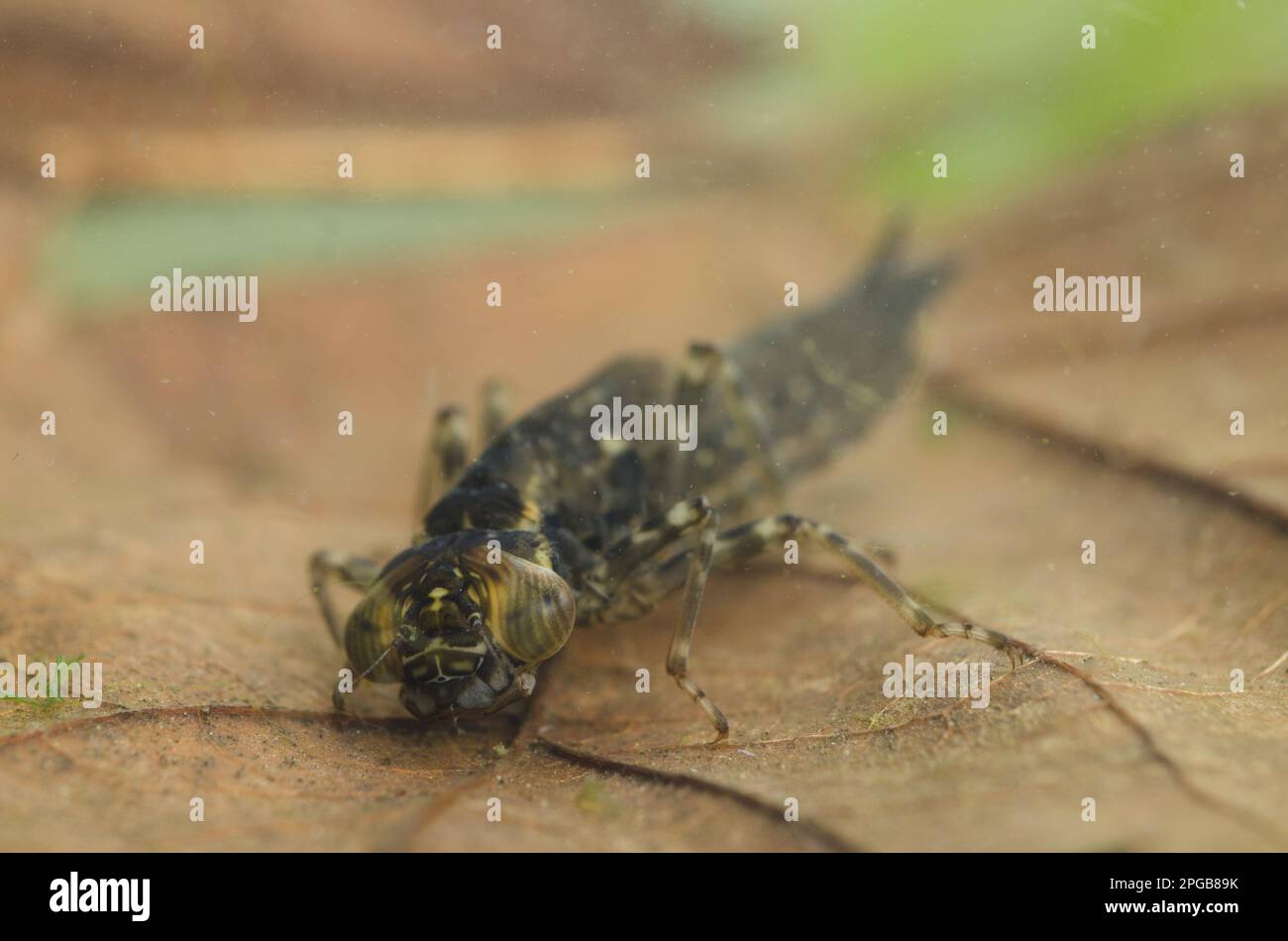 Southern hawkers (Aeshna cyanea), Other animals, Insects, Dragonflies ...