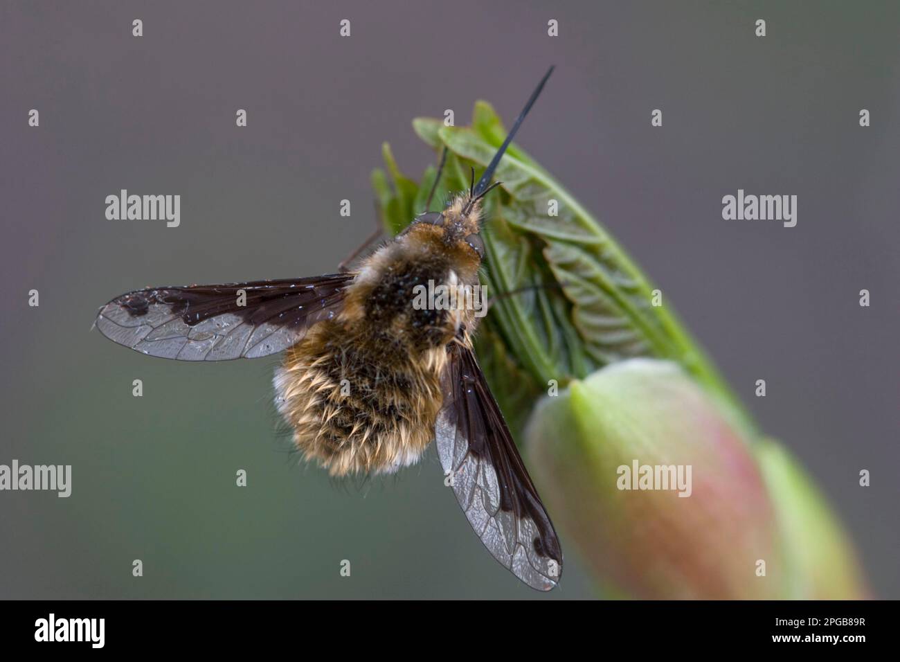 Large bee fly (Bombylius major), Large woolly hawk moth, Other animals ...