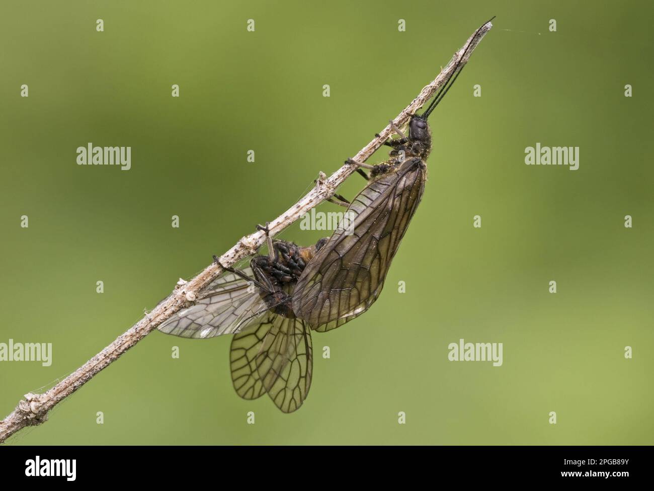 Alderfly (Sialis lutaria) adult pair, mating, Leicestershire, England ...