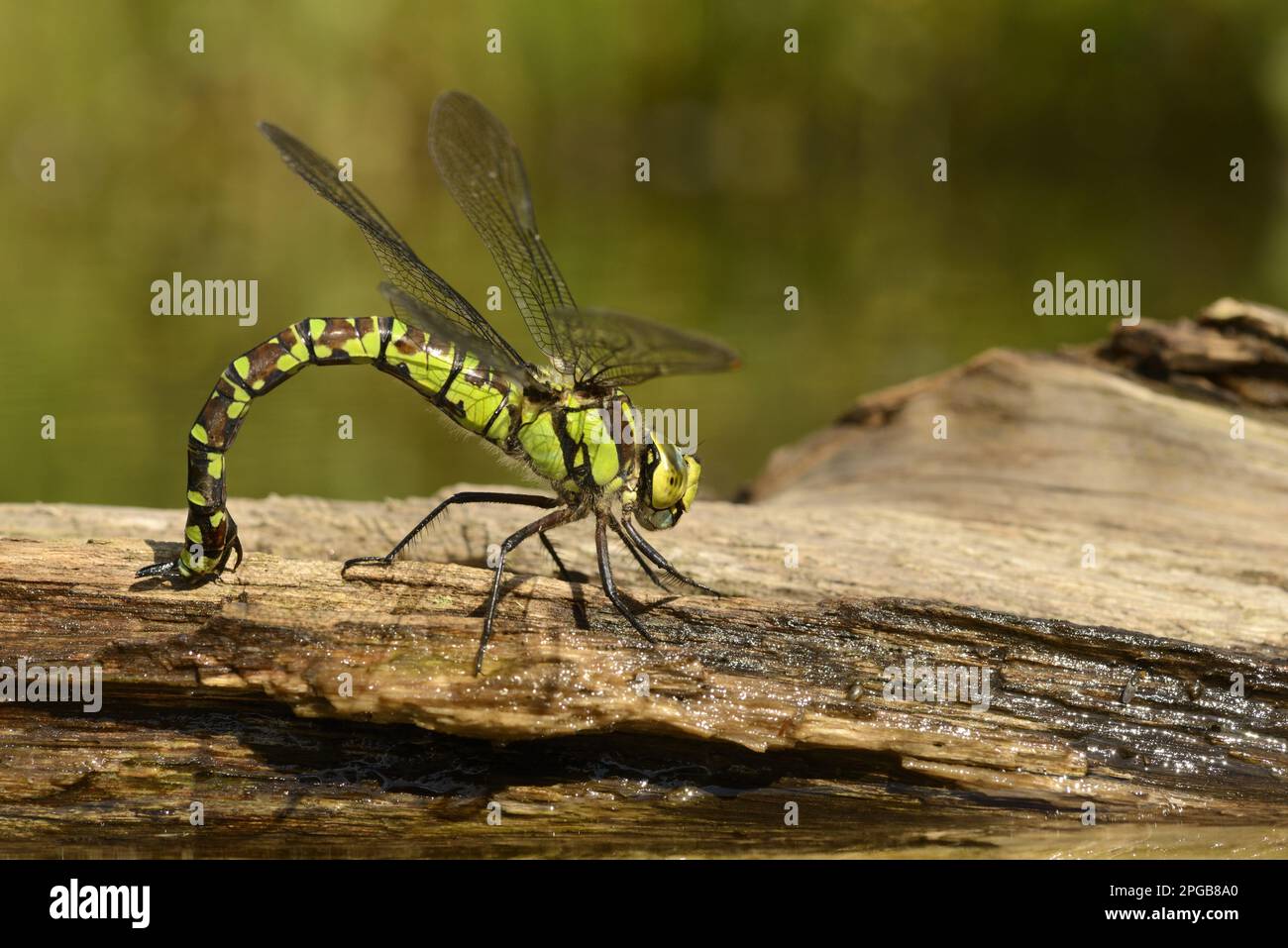 Southern hawkers (Aeshna cyanea), Other animals, Insects, Dragonflies ...