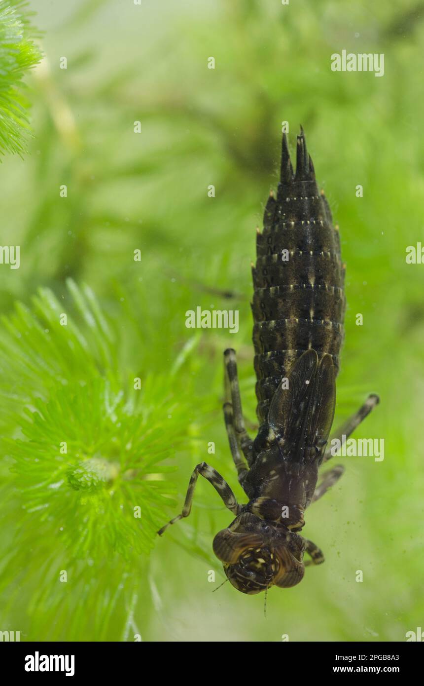 Southern hawkers (Aeshna cyanea), Other animals, Insects, Dragonflies ...