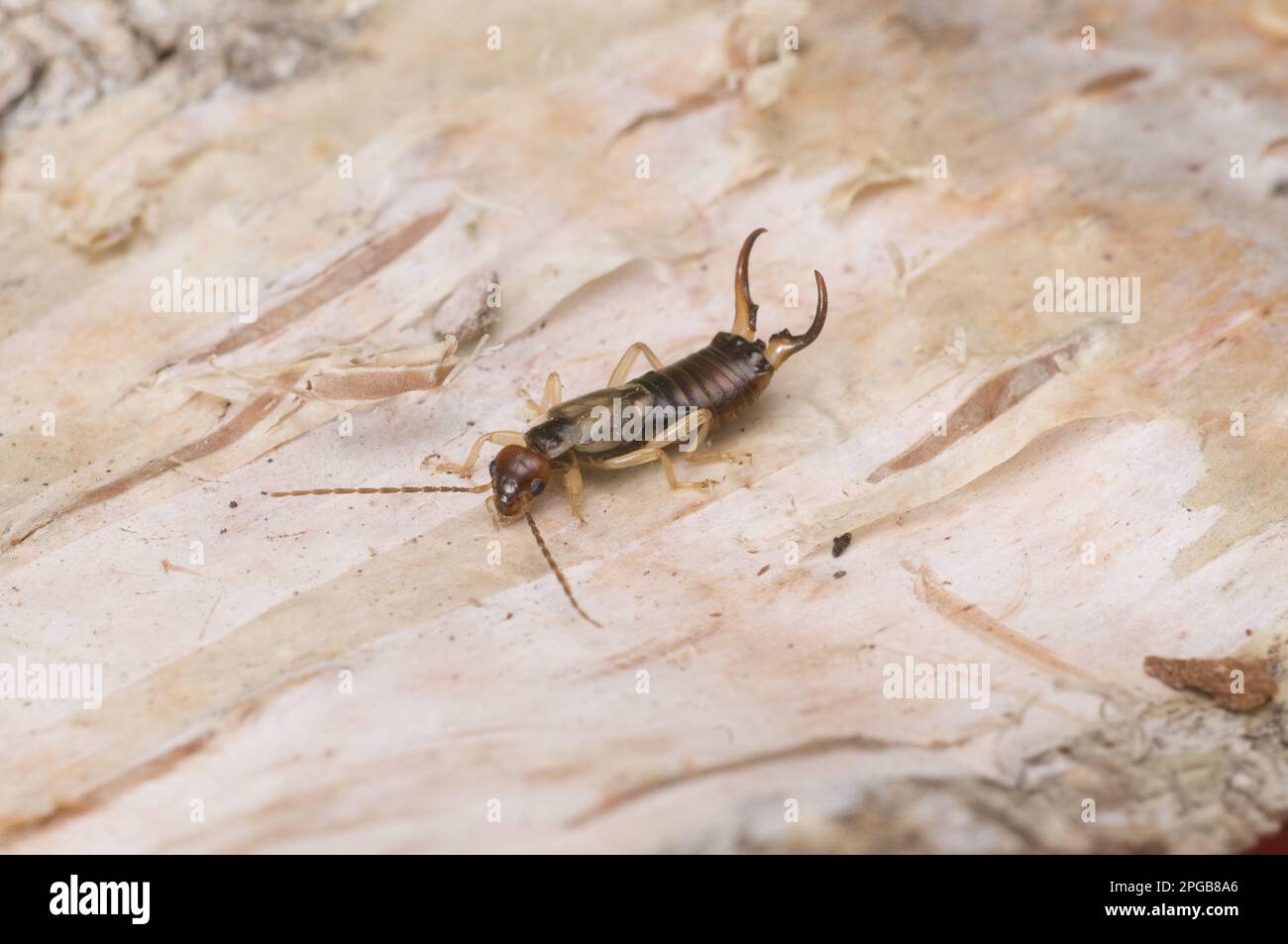 Common earwig, Common earwig, Common earwigs (Forficula auricularia ...
