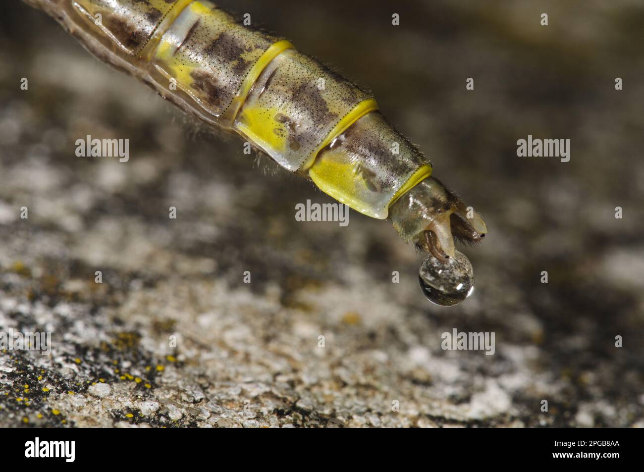 Common club-tail (Gomphus vulgatissimus) new adult, close-up of ventral ...