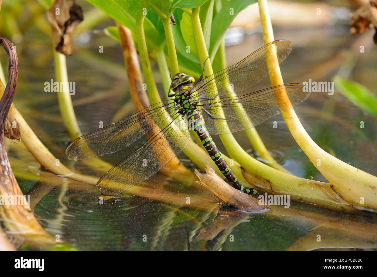 Southern southern hawker (Aeshna cyanea) adult female, laying eggs in ...