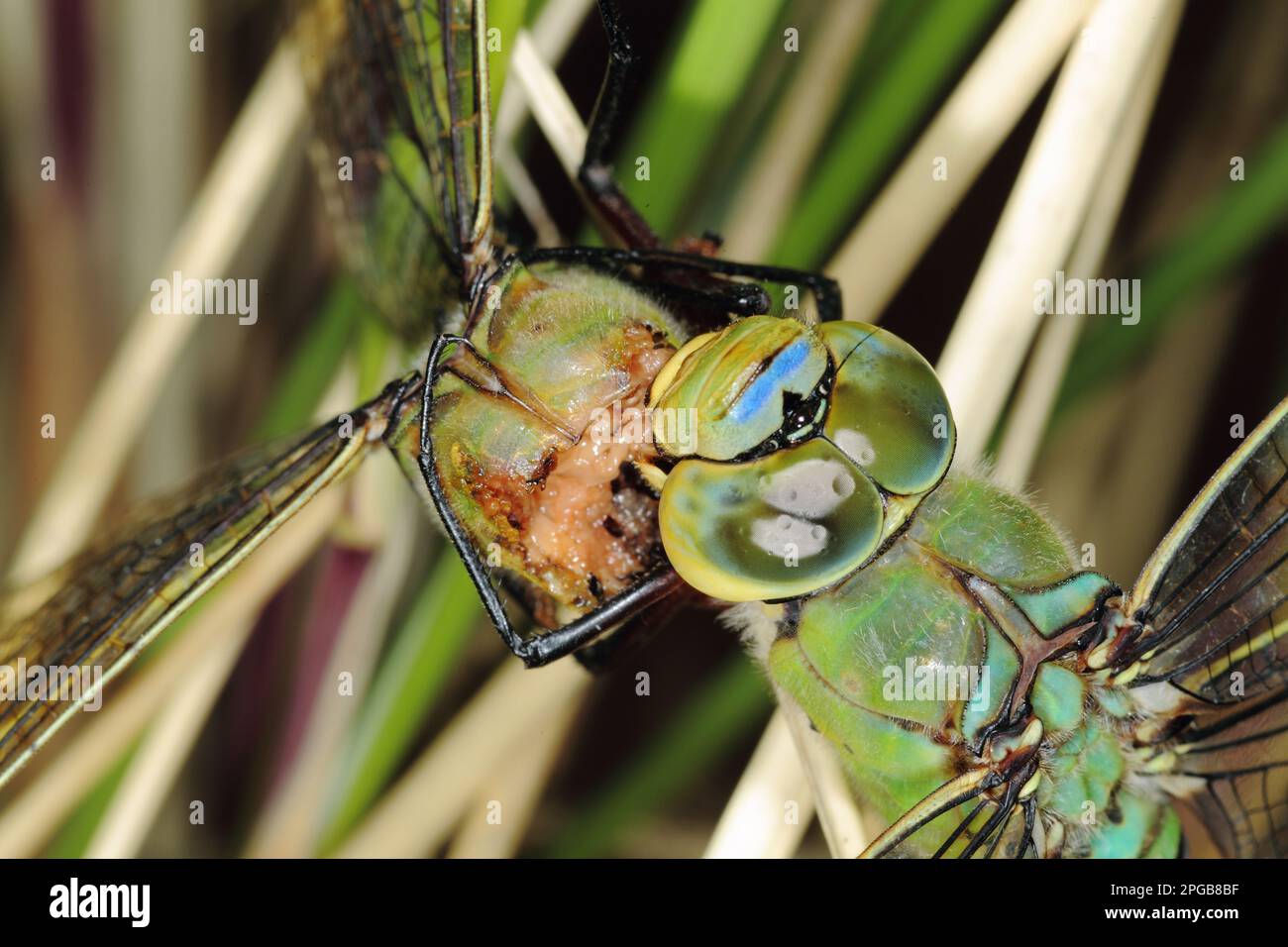 Emperor dragonfly (Anax imperator) adult male, close-up of head ...
