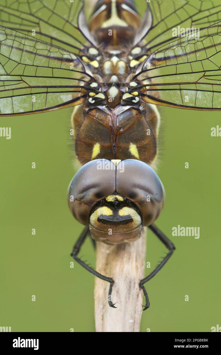 Migrant hawker (Aeshna mixta), Other animals, Insects, Dragonflies ...