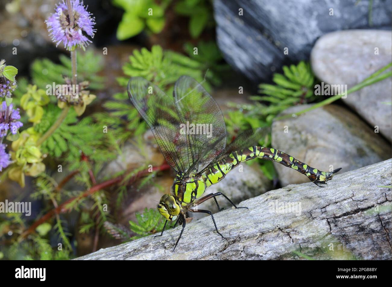 Southern hawkers (Aeshna cyanea), Blue-green mosaic damselfly, Other ...